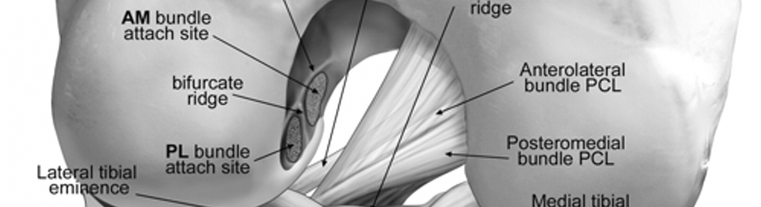 ACL arthroscopic landmarks - Dr. Bu Balalla